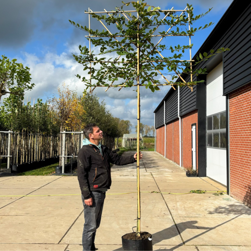 Leiboom kopen – Natuurlijke privacy & schaduw | Vinkbomen